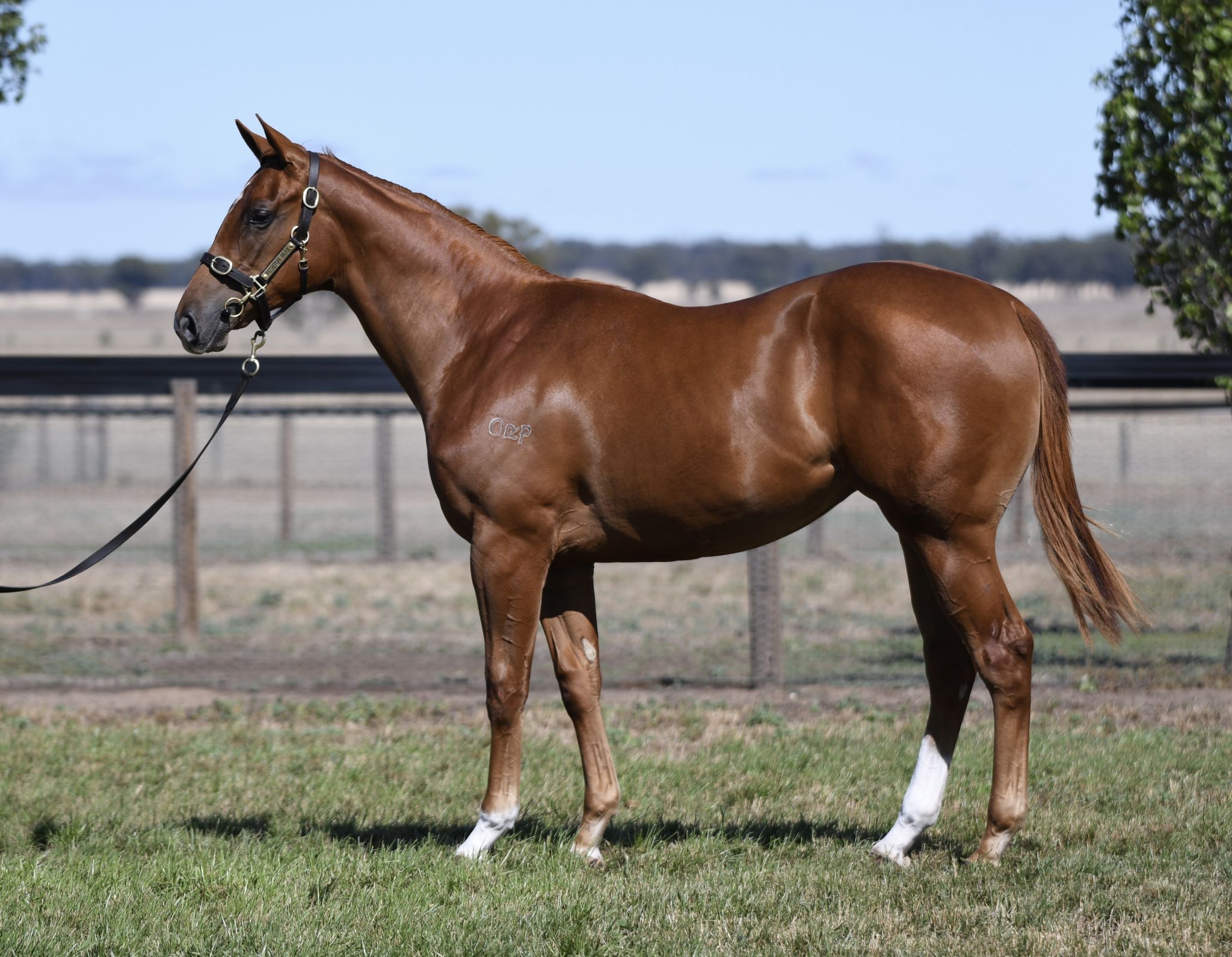 SHB snare ripping filly at Melbourne Prem – Suman Hedge Bloodstock