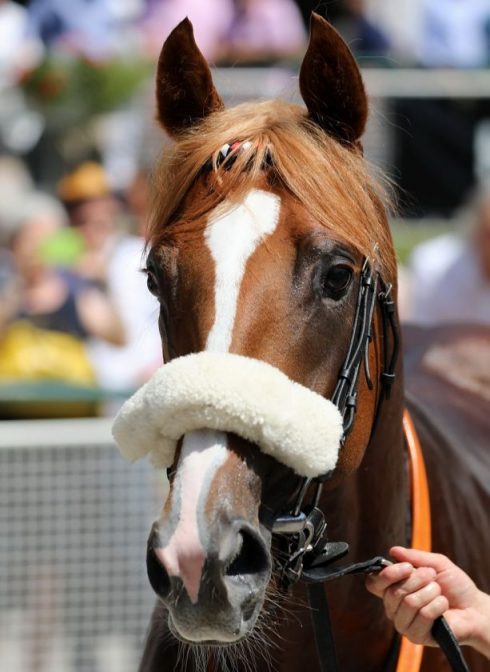 Django Freeman makes promising Australian debut – Suman Hedge Bloodstock