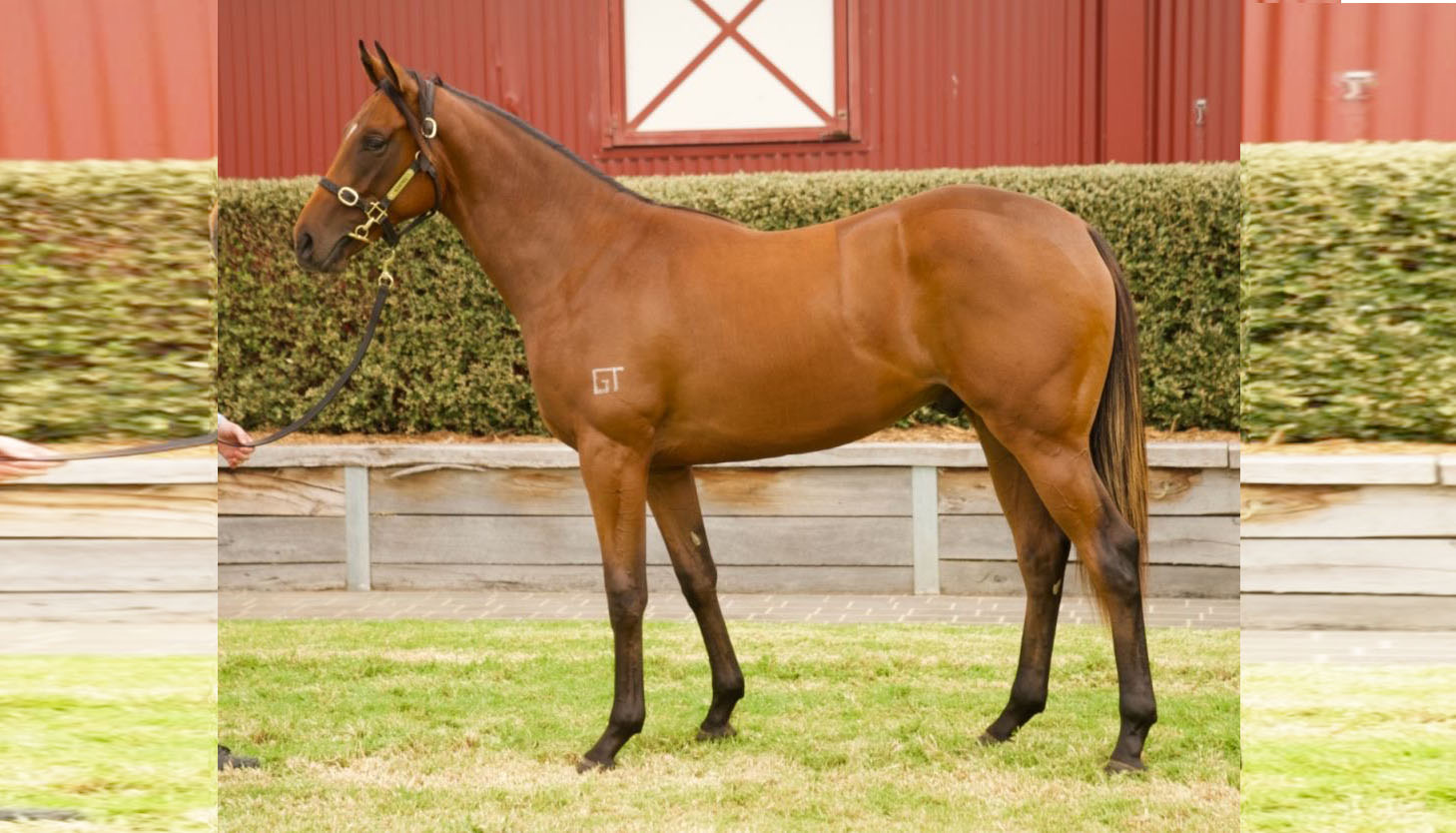SHB teams up with an old mentor for Dundeel colt – Suman Hedge Bloodstock